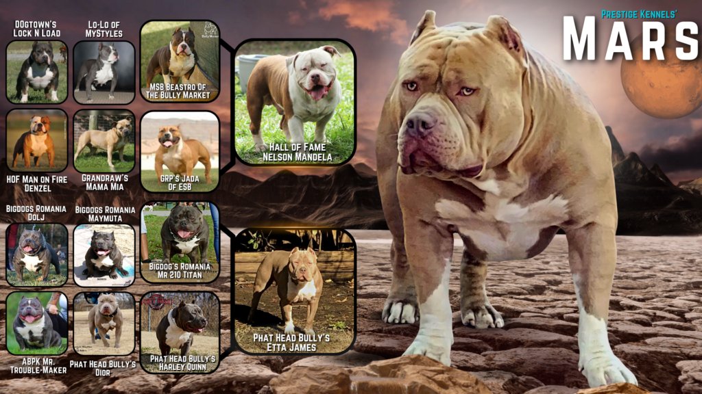 Prestige Kennels’ Mars